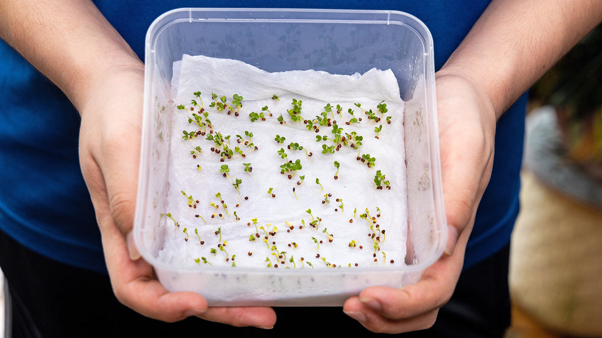 How to Germinate Seeds in Paper Towels: Complete Step-by-Step Guide – Gaea's Blessing Seeds