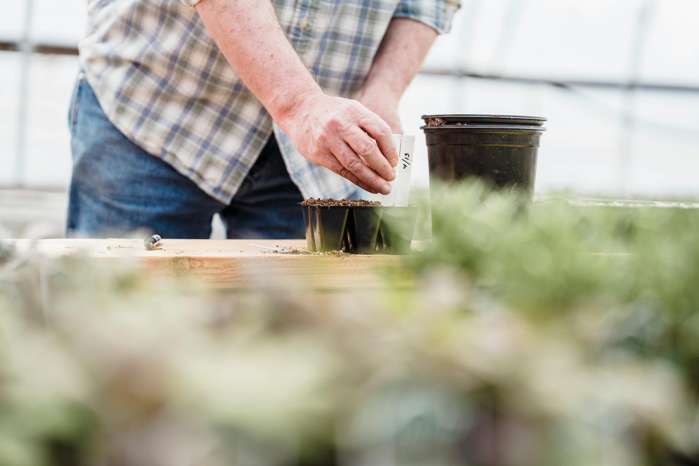 How to Scarify Seeds: Complete Guide to Better Germination – Gaea's ...